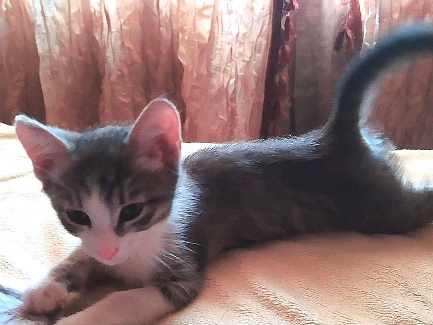 Котенок Гном в добрые руки