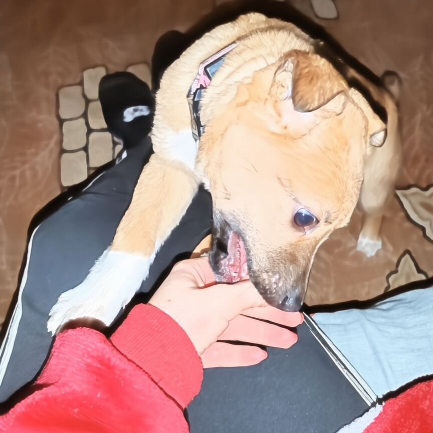 Щенок в добрые руки