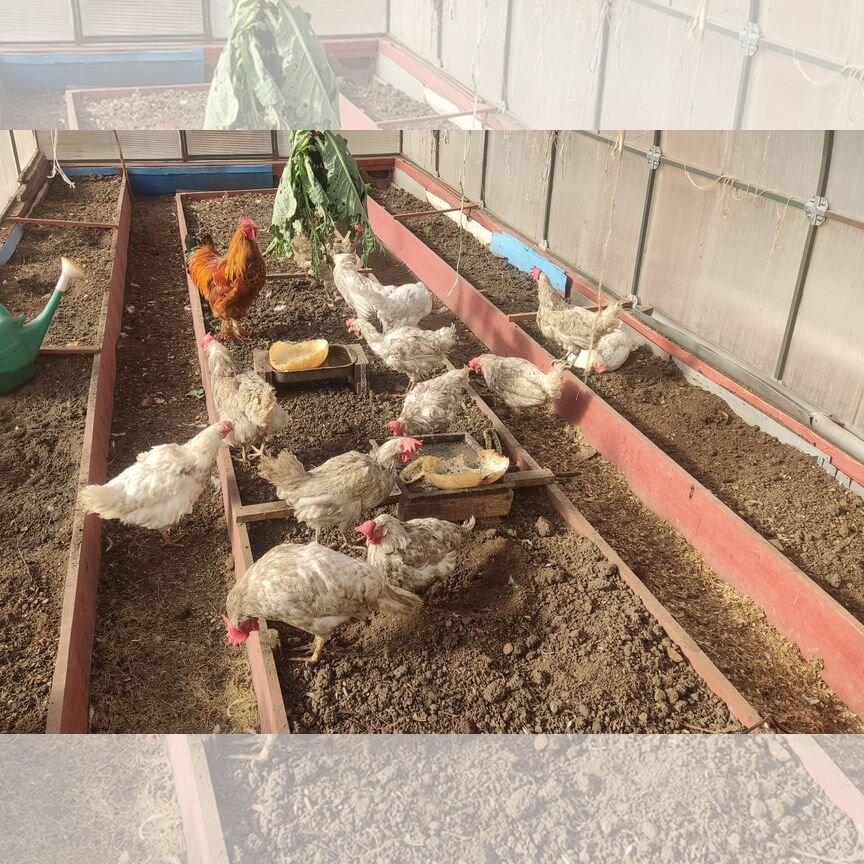 Куры несушки 13 шт и Петух