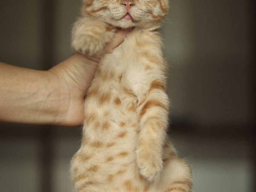 Рыжик в заботливые руки