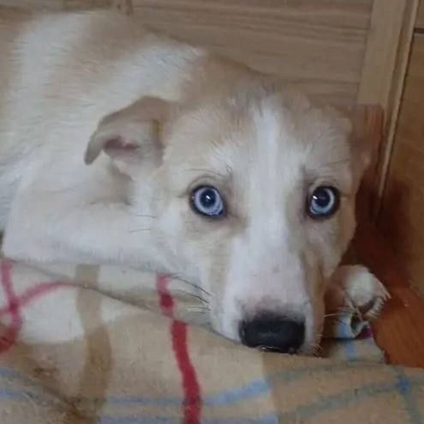 Щенок в добрые руки