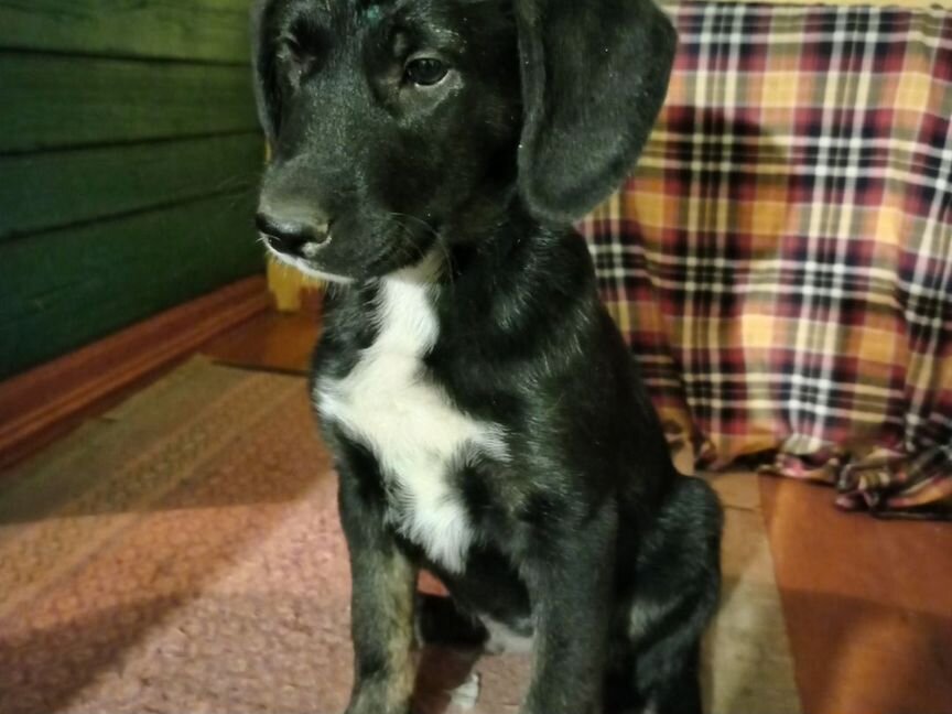 Щенки в добрые руки