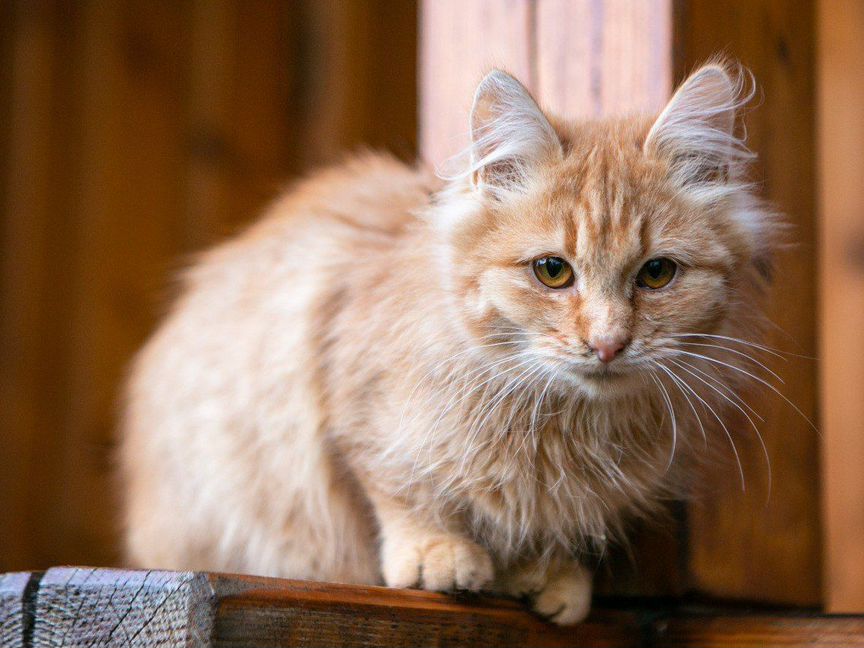 Котик в дар