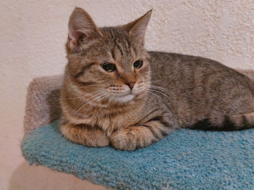 Котик Семён ищет любимых хозяев