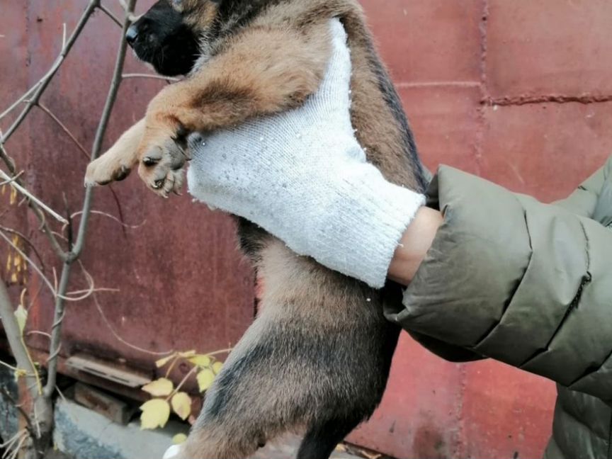 Совсем крошка щенок