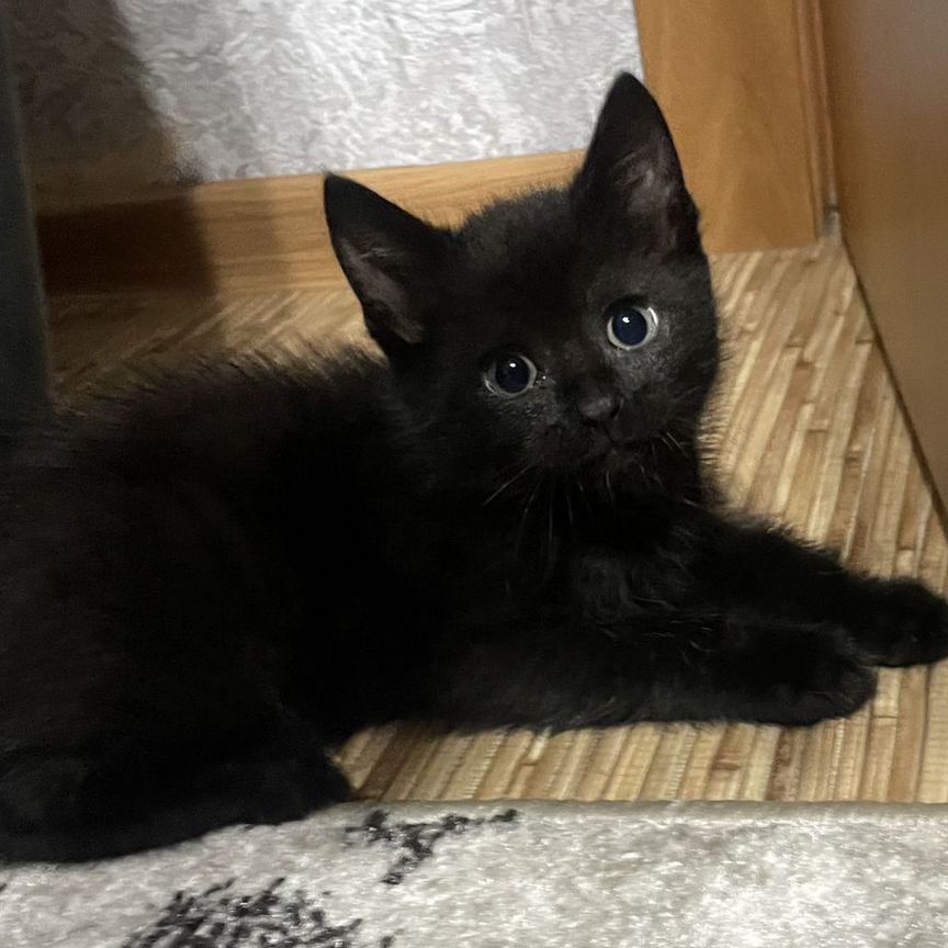 Котята в добрые руки 1.5 месяца