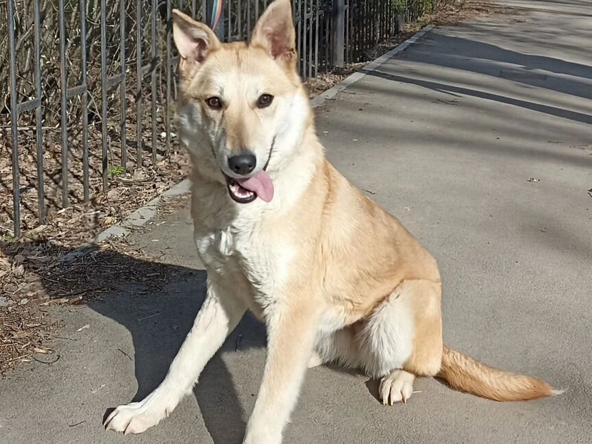 Похожа на лисичку Бэтти, 9 месяцев