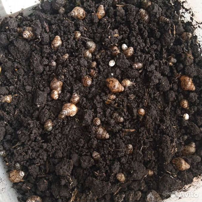 Улитки ахатины