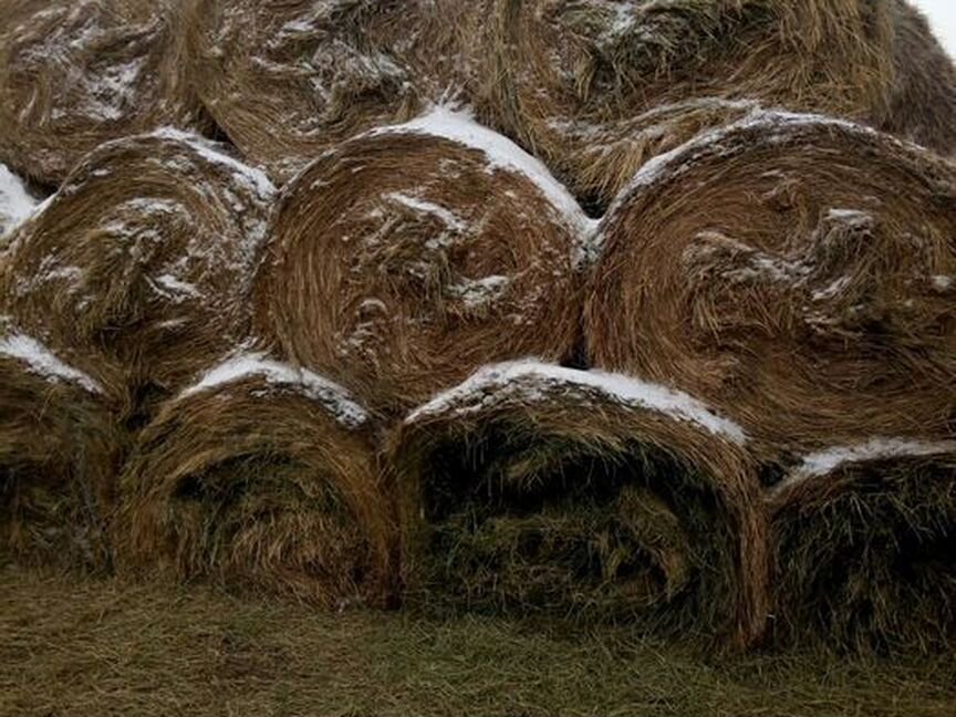 Продам сено на подстилку или компост