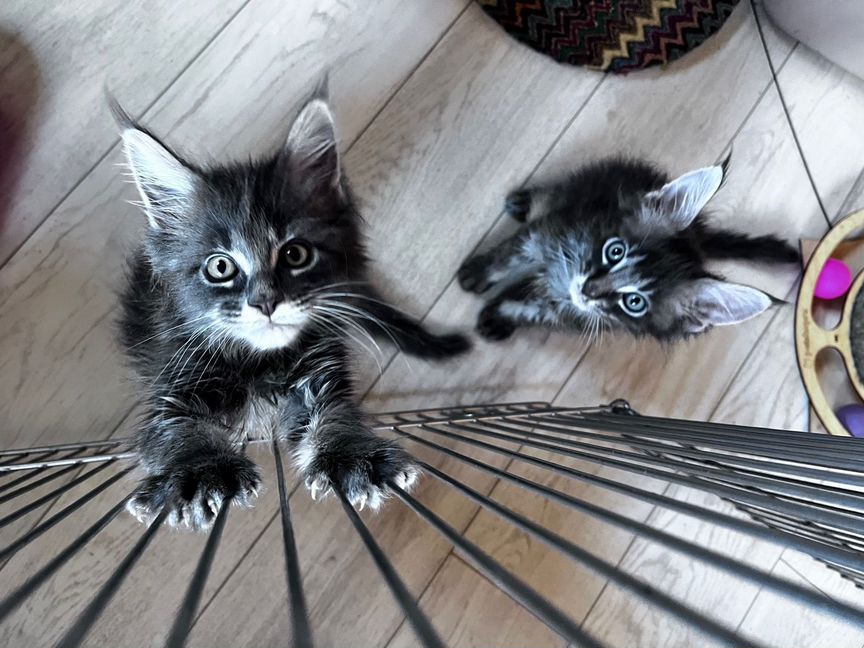 Котята мейн-кун