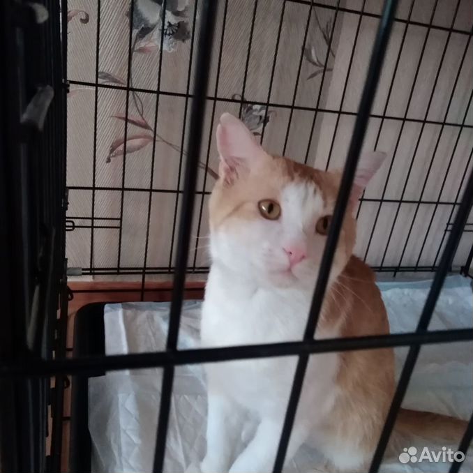 Красавчик кот Эмиль ищет дом