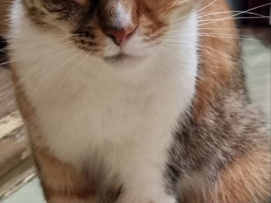 Кошечка приучна к лотку, ловит мышей