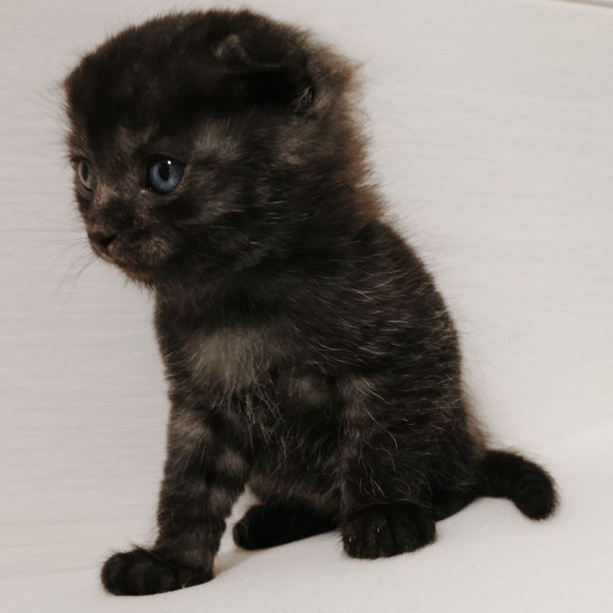 Шотландский вислоухий короткошёрстный котёнок