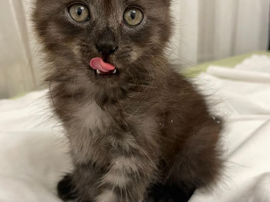 Котик пушистик