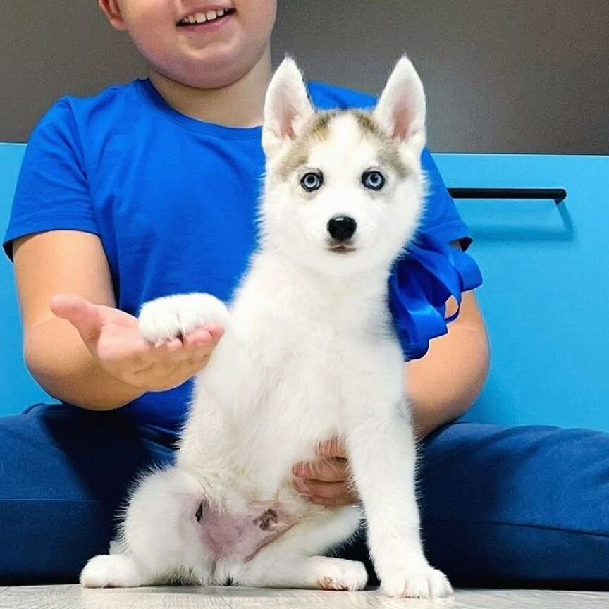 Красивейшие малыши сибирские хаски с документами