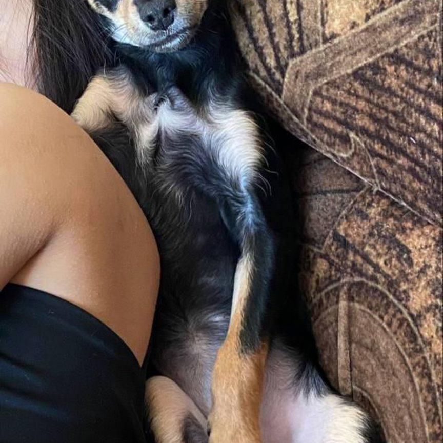 Отдам собаку в добрые руки