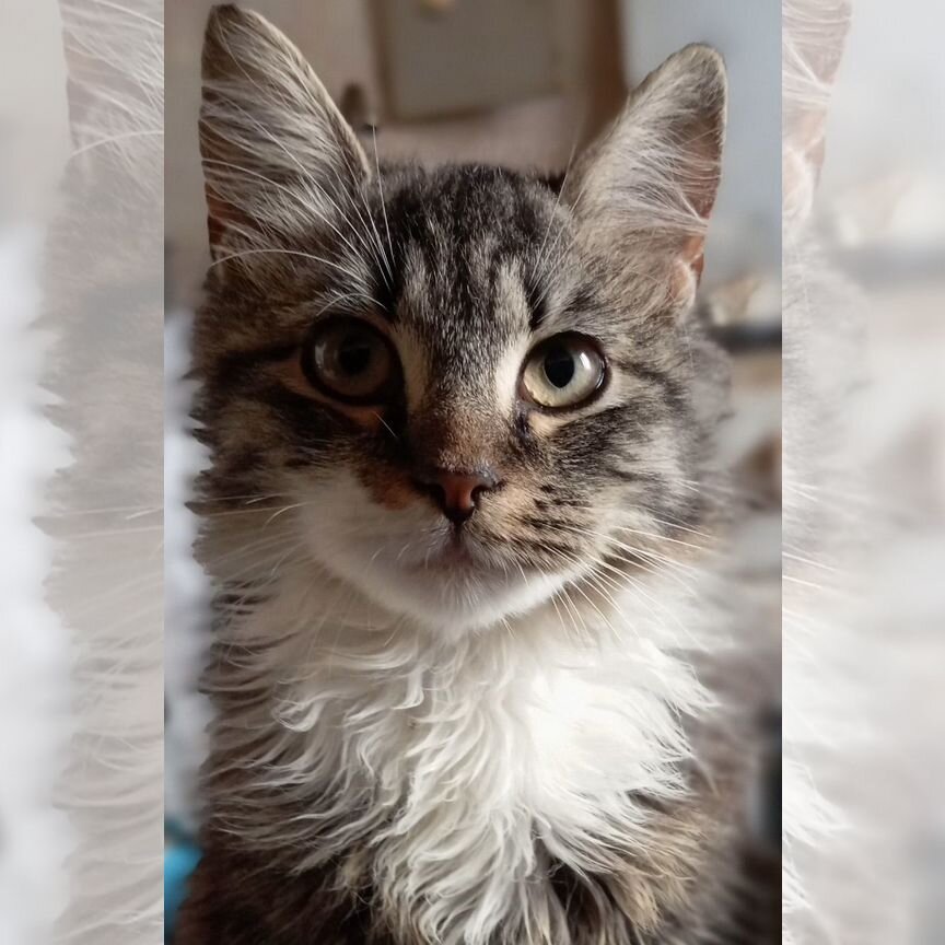 Отдам котика Сёму