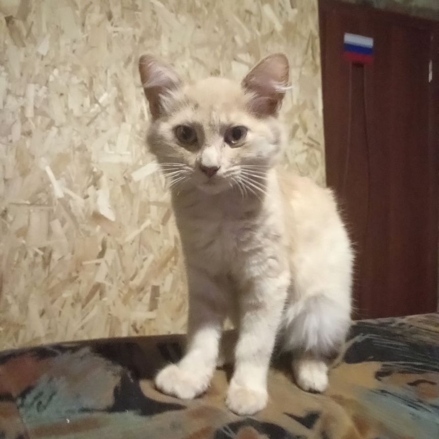Отдам в добрые руки котенка