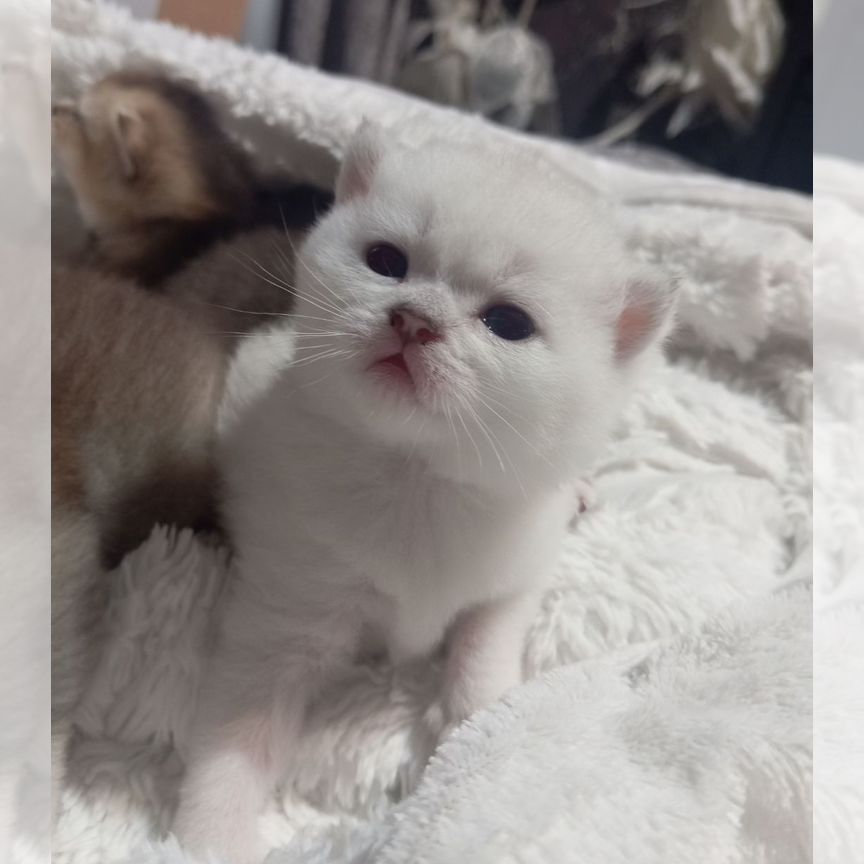 Шотландская