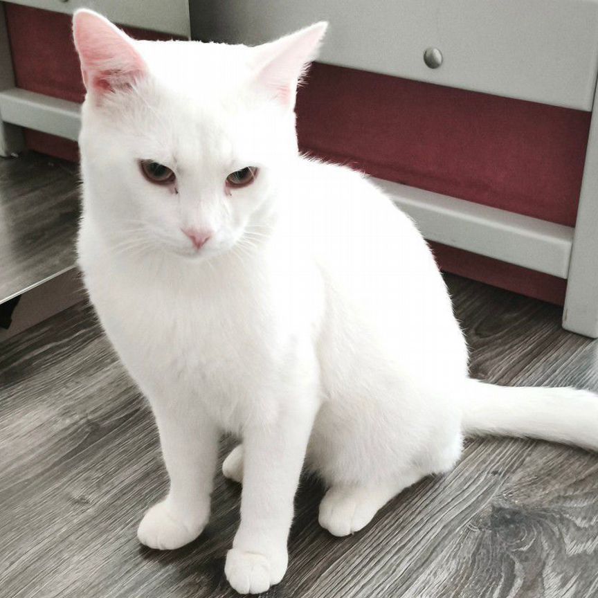 Кот - Кефир бесплатно