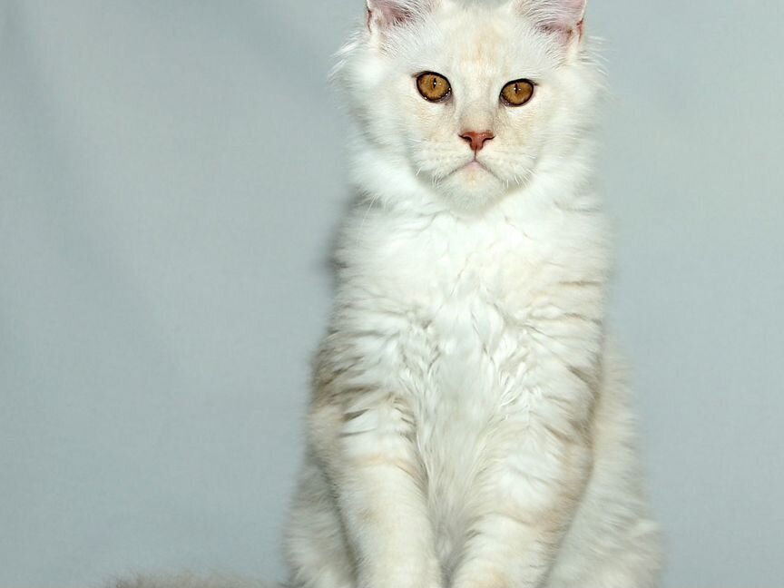 Кремовый котик