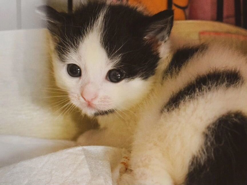 Котек
