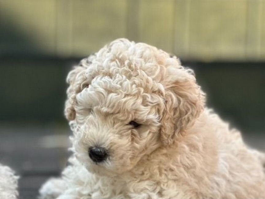 Продается щенок