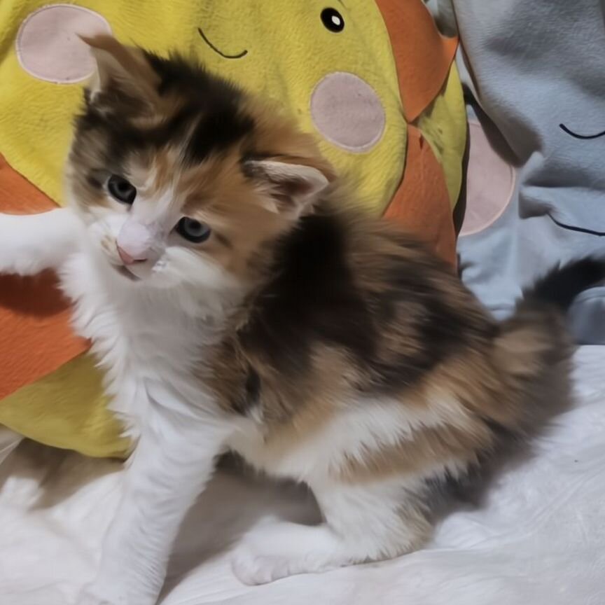 Мейн-кун котёнок