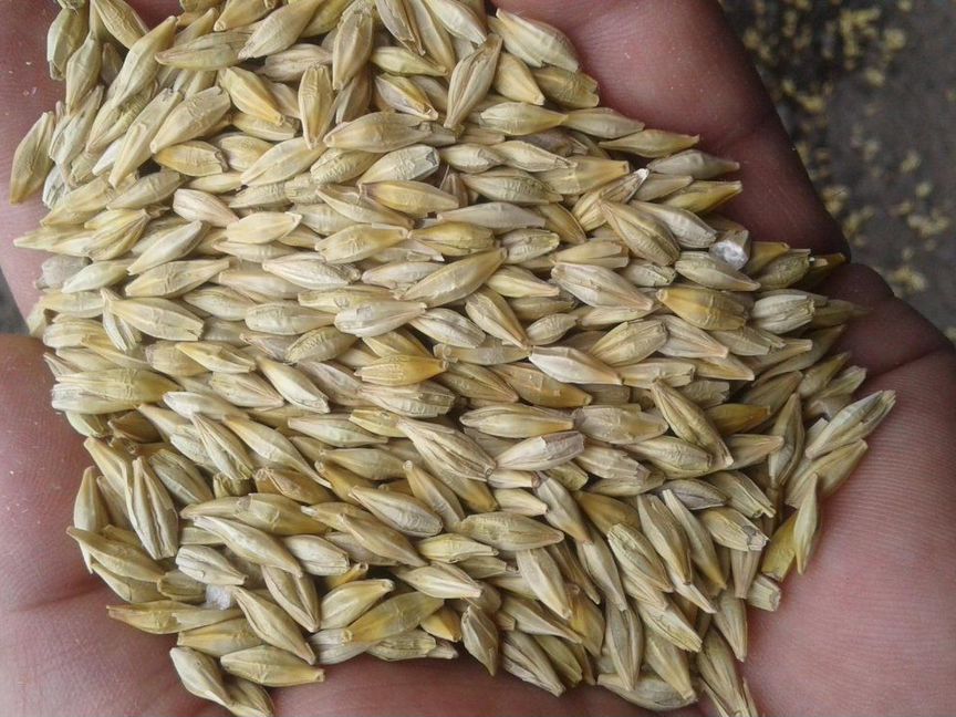 Продам ячмень