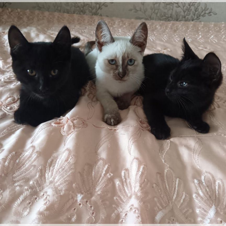 Котята в добрые руки бесплатно мальчик и девочка