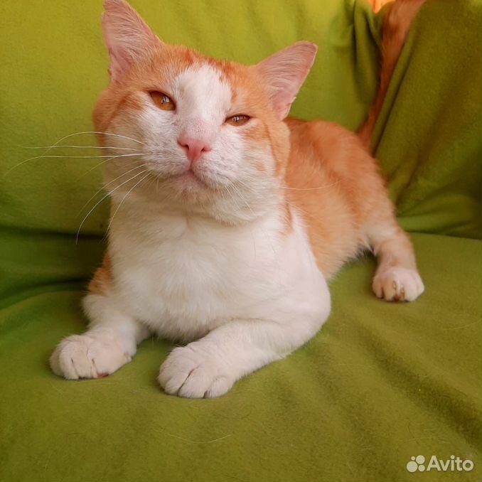 Рыжий кот Эмильен в добрые руки