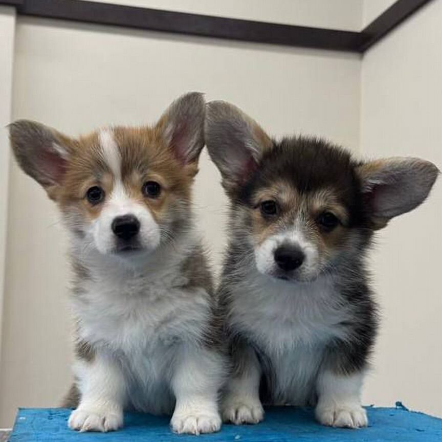 Вельш Корги Пемброк, щенок