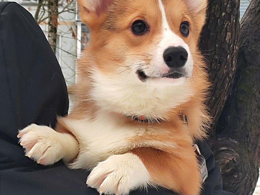 Вельш-корги пемброк мальчик