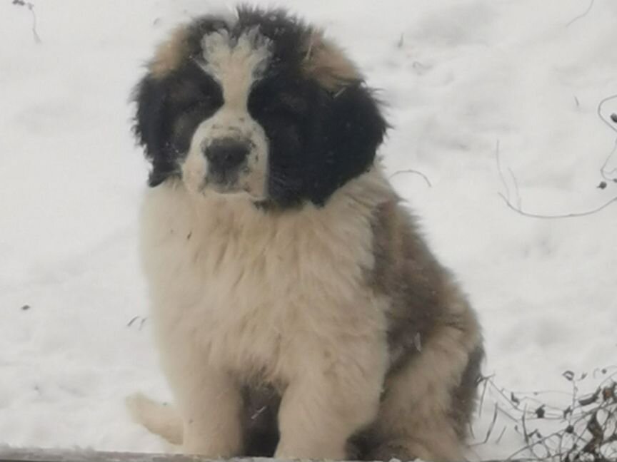 Московская сторожевая