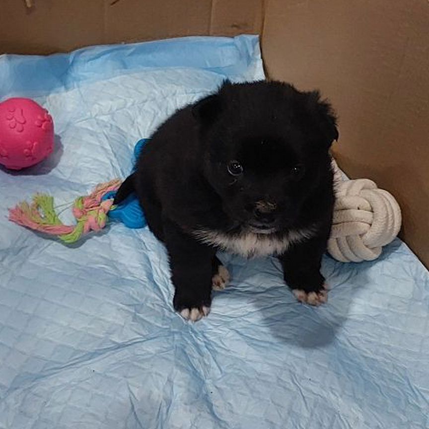 Паттердейл-терьер, щенок