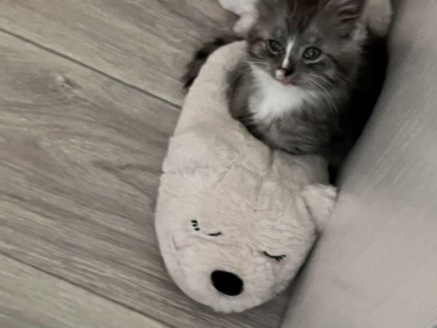 Котята отдам бесплатно
