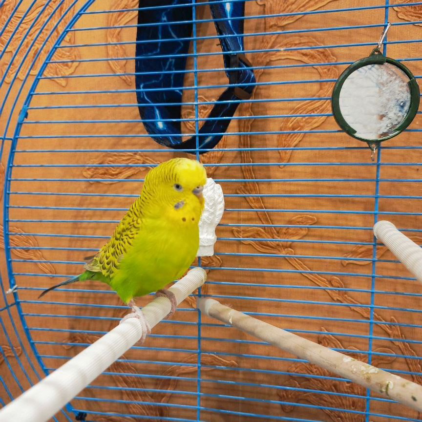 Волнистый попугай