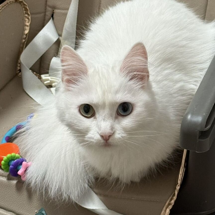 Турецкая ангора, взрослая кошка