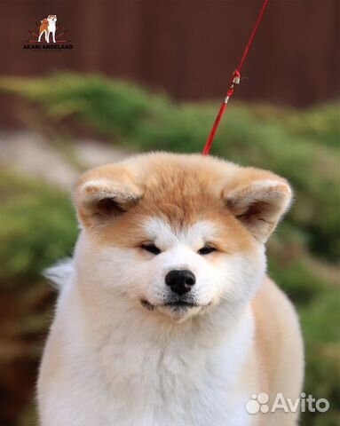 Красавица-малышка Акита-ину