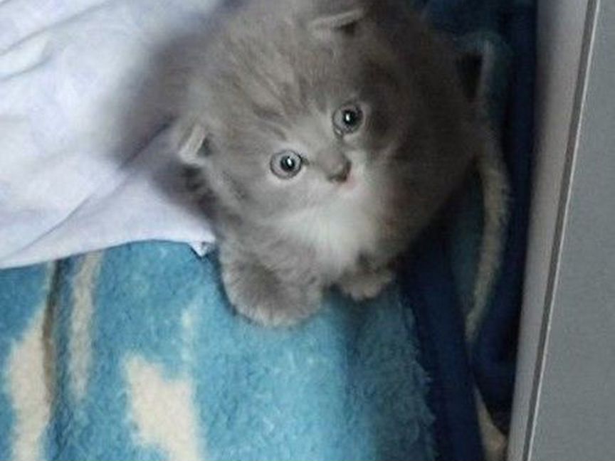 Британские вислоухие котята