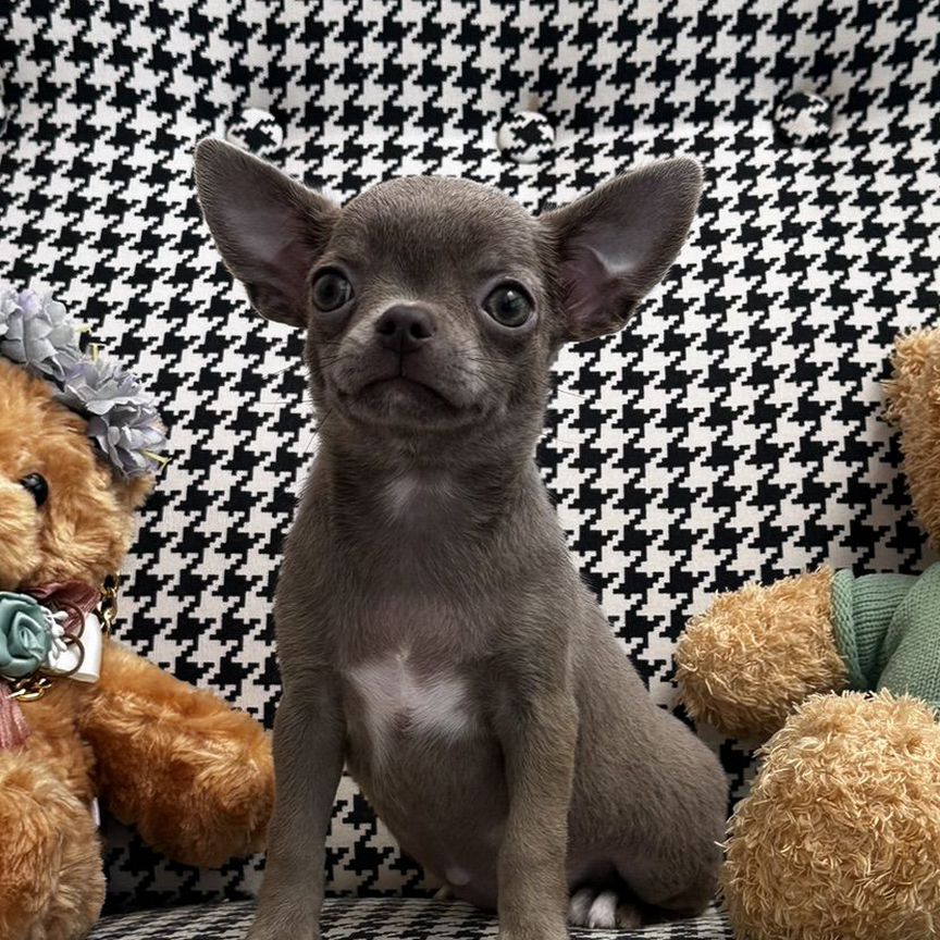 Лиловая девочка чихуахуа