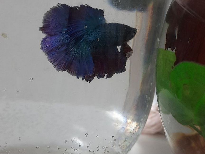 Рыбка петушок самец