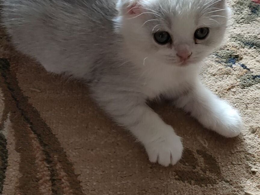 Шотландские котята