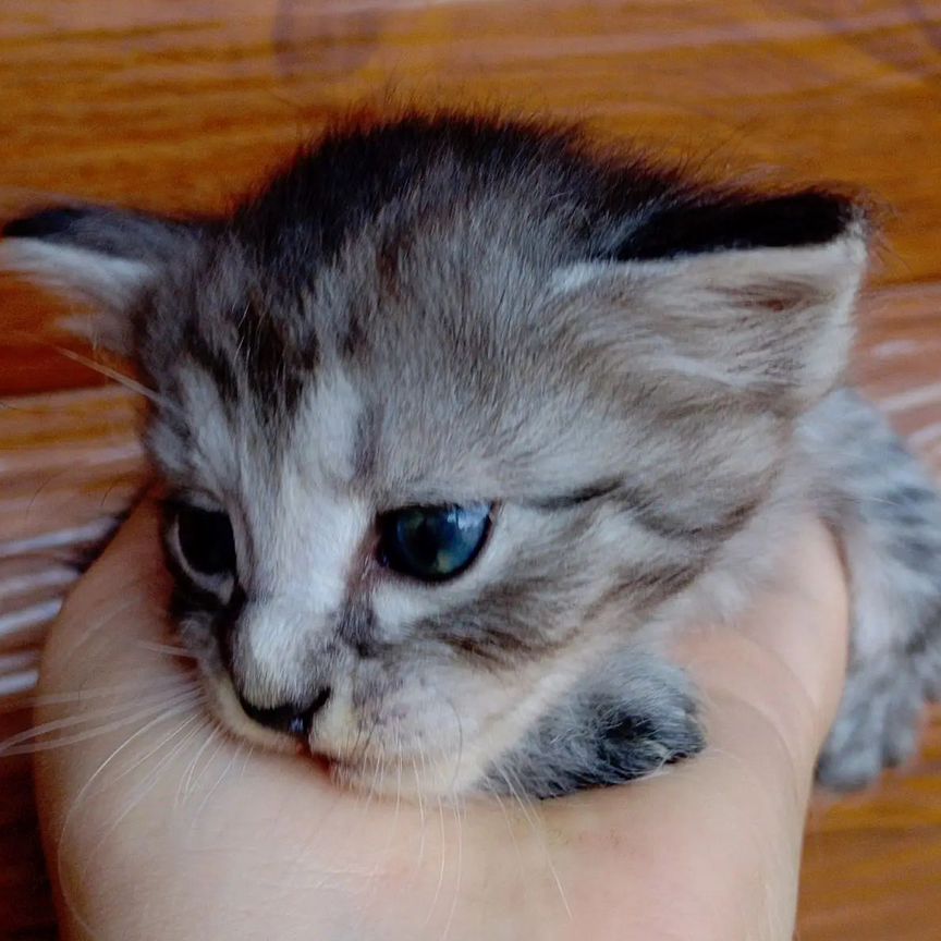 Котёнок в добрые руки