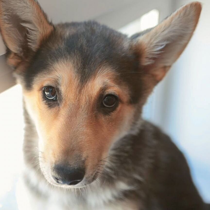 Щенок Маруська