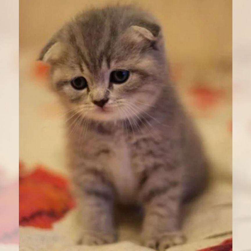 Шотландская