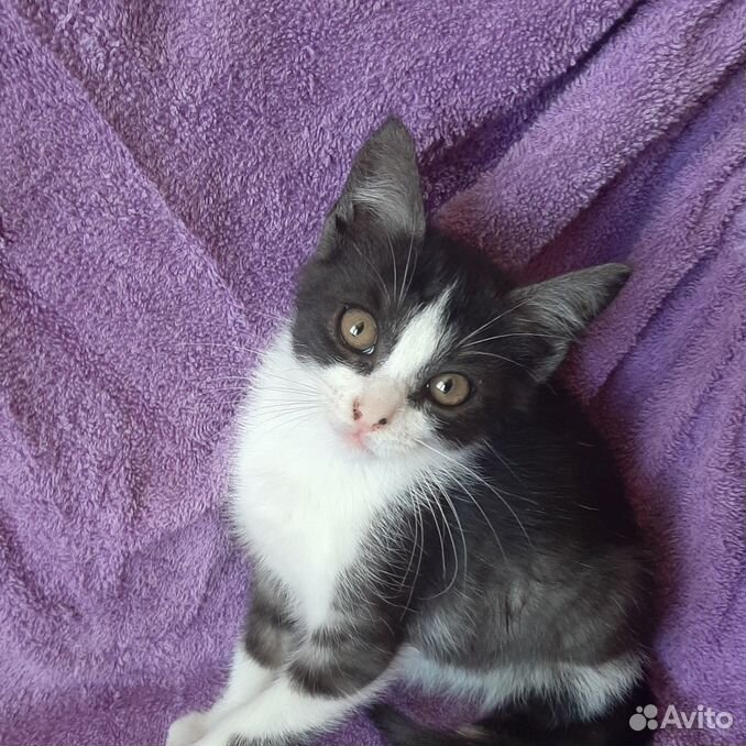 Котенок-коша 2,5 месяца - в добрые руки