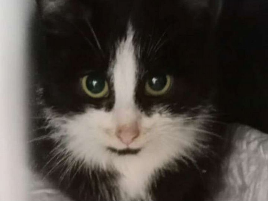 Котенок ищет дом