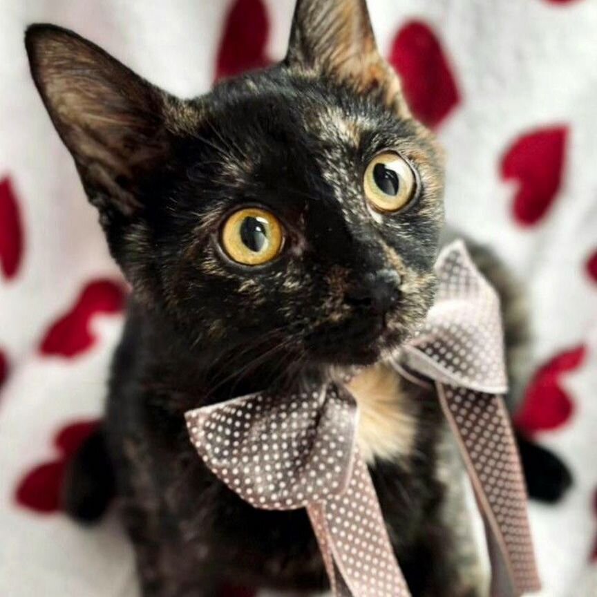 Котёнок девочка в добрые руки