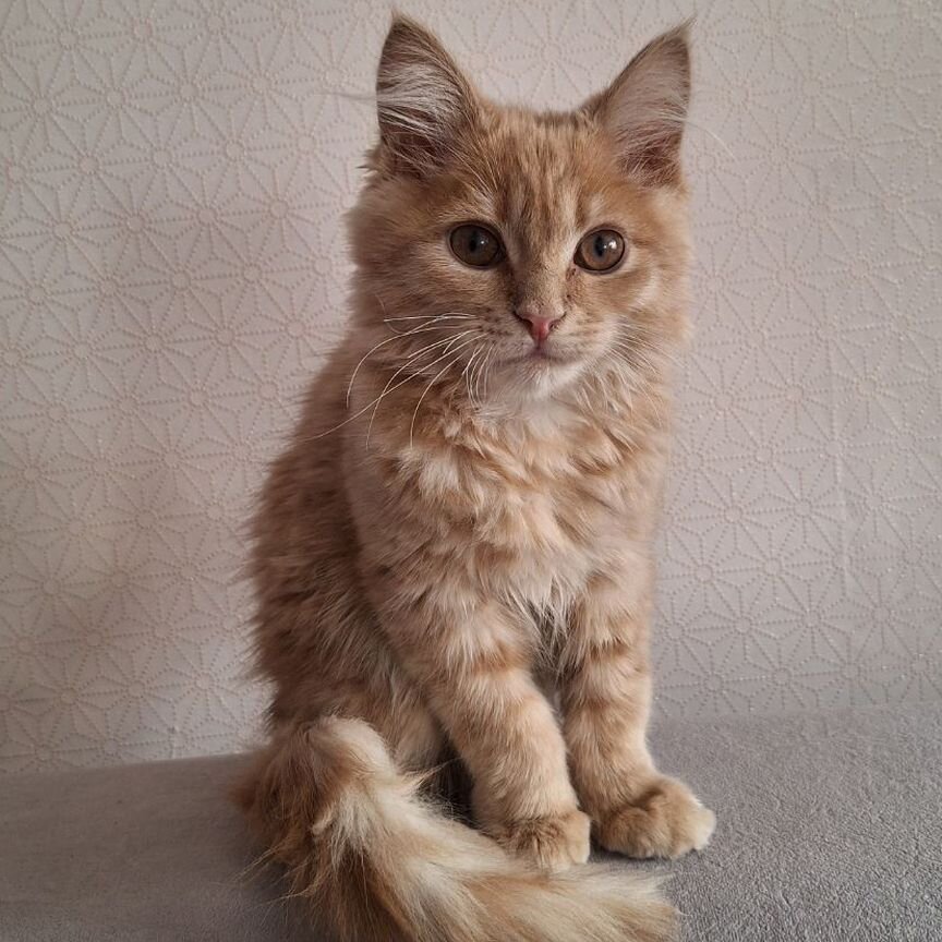 Мейн-кун котёнок